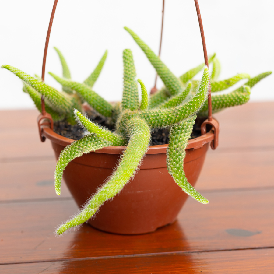 Cactus Cola de Mono - Floreria Maja