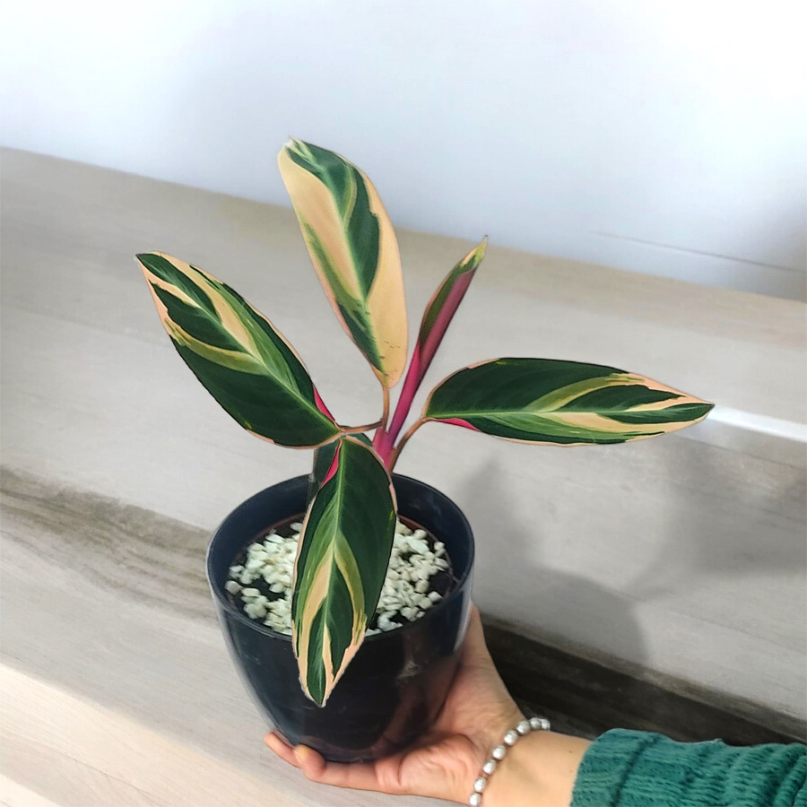 Mini Calathea - Floreria Maja